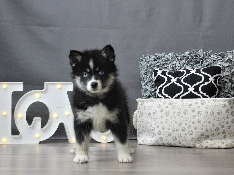 Pomsky 2nd Gen-DOG-Male-Black Gray / White-3044658-Petland Columbus, Ohio