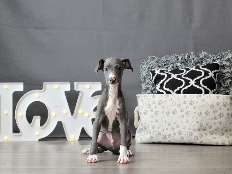 Italian Greyhound-DOG-Male-Blue-3055469-Petland Columbus, Ohio