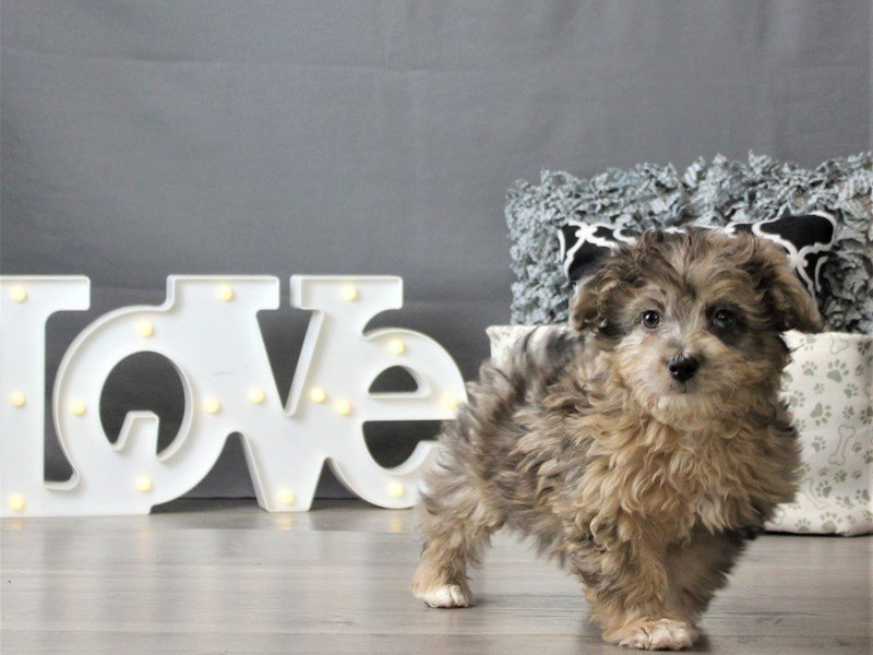 Mini Aussie Poo-DOG-Male-Chocolate Merle-3066456-Petland Columbus, Ohio