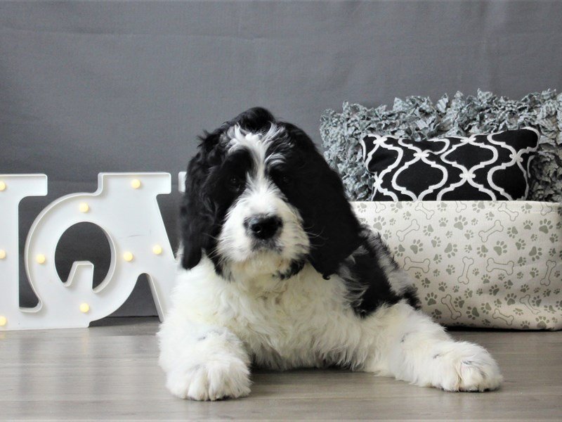 Bernadoodle-Dog-Male-Black Tri-Colored-3756975-Petland Columbus, Ohio