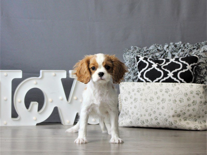 Cavalier King Charles Spaniel-DOG-Male-Blue Merle-2625277-Petland ...