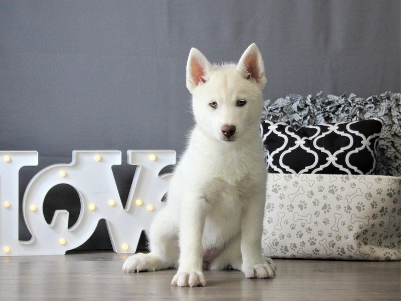 Siberian Husky-DOG-Female-White-3087800-Petland Carriage Place