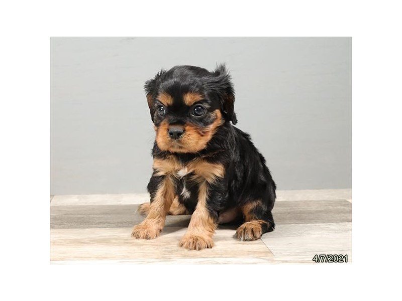 Cavalier King Charles Spaniel-DOG-Male-Black / Tan-3110118-Petland ...