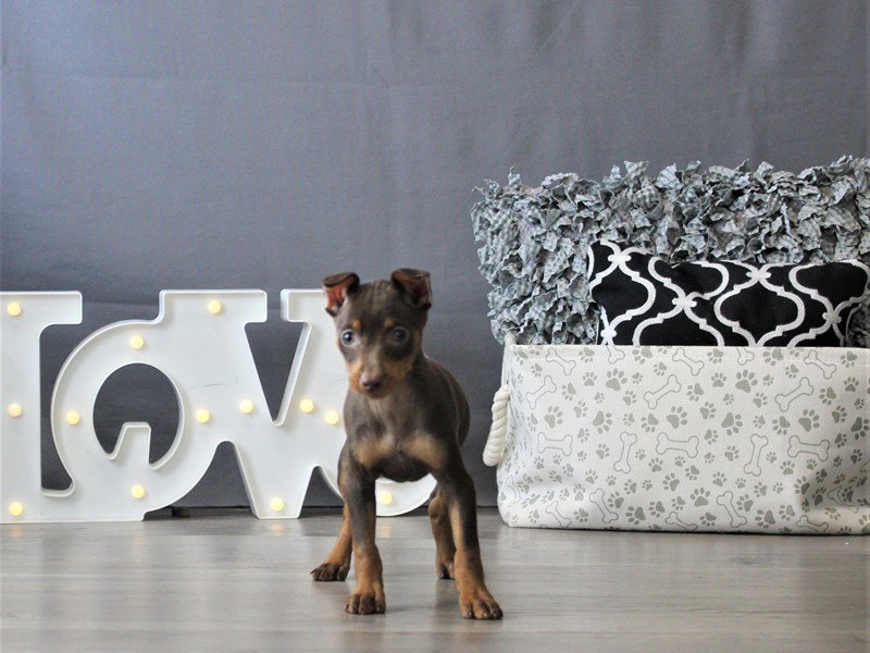 Miniature Pinscher-DOG-Female-Chocolate and Tan-3110096-Petland ...