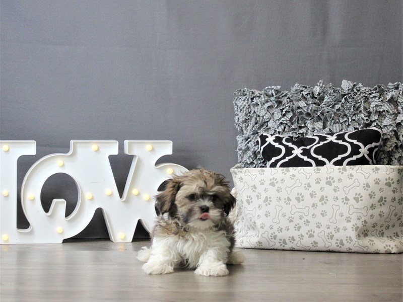 Maltese/Shih Tzu-DOG-Female-Brown / White-2980139-Petland Carriage Place