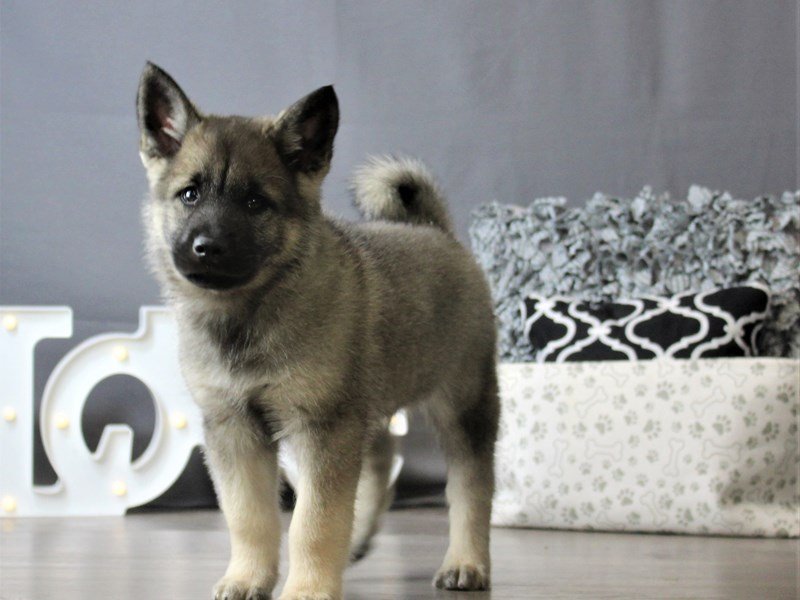 Norwegian Elkhound-DOG-Male-Black / Silver-3120871-Petland Carriage Place