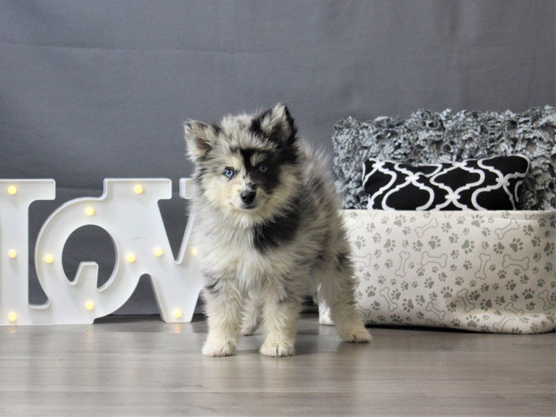 Pomsky-DOG-Male-Blue Merle-3141976-Petland Columbus, Ohio