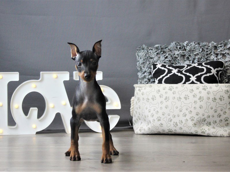 Miniature Pinscher-DOG-Female-Black / Rust-3152389-Petland Columbus, Ohio