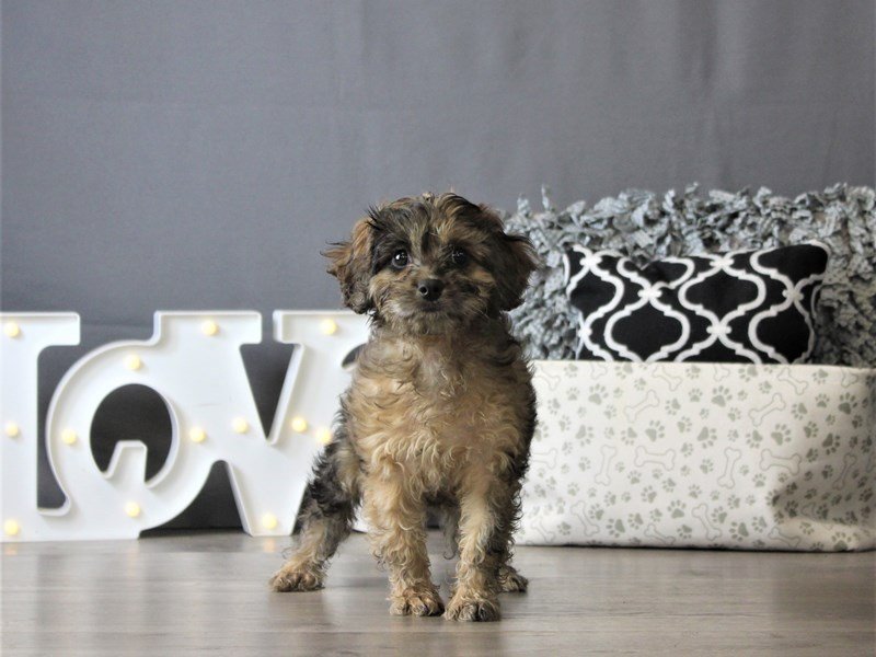 Cavapoo-DOG-Male-Chocolate Merle-3087810-Petland Carriage Place