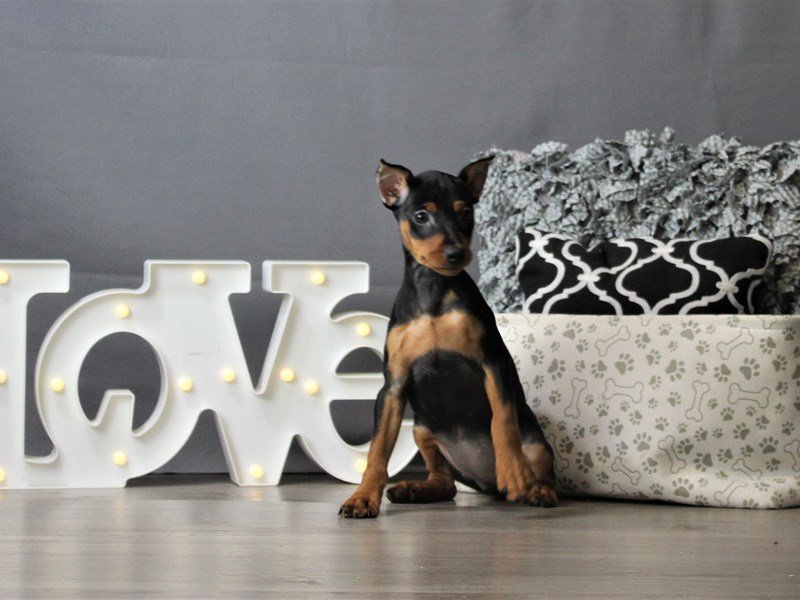 Miniature Pinscher-DOG-Female-Black / Rust-3162143-Petland Columbus, Ohio