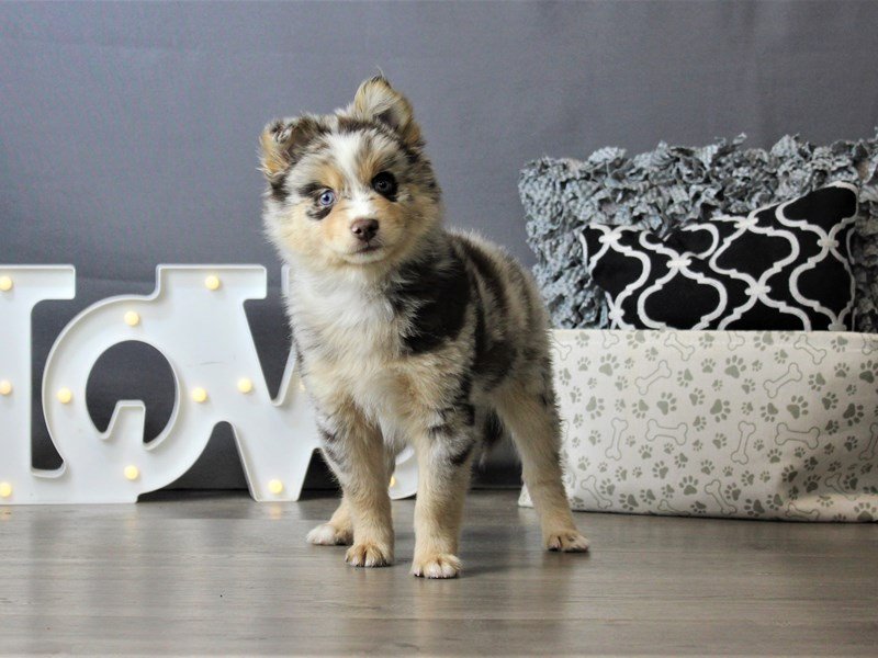 Pomsky 2nd Gen-DOG-Male-Blue Merle-3172128-Petland Carriage Place