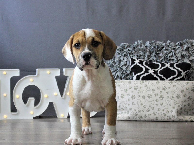 Bulldog/Beagle-DOG-Male-Fawn / White-3110086-Petland Columbus, Ohio