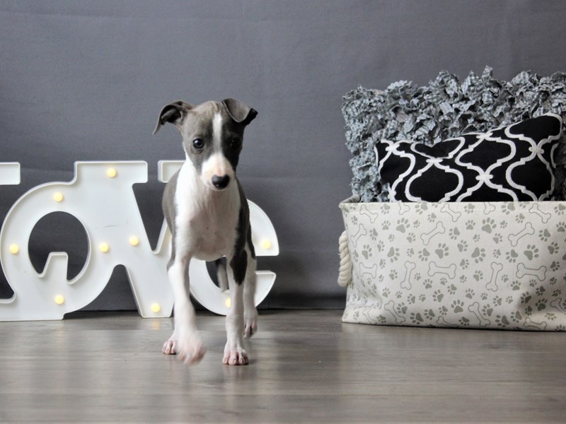 Italian Greyhound-DOG-Female-Blue/ White-3199803-Petland Columbus, Ohio