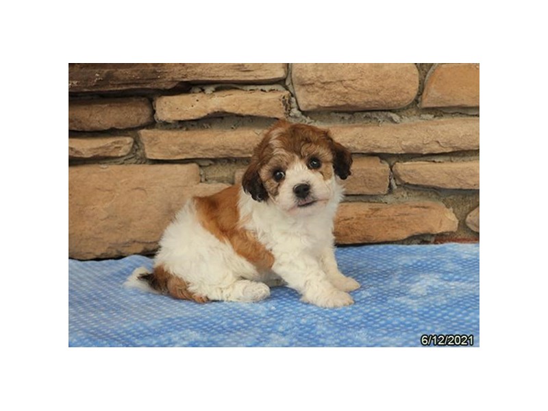 Havanese/Poodle-DOG-Female-Red Sable-3218510-Petland Columbus, Ohio
