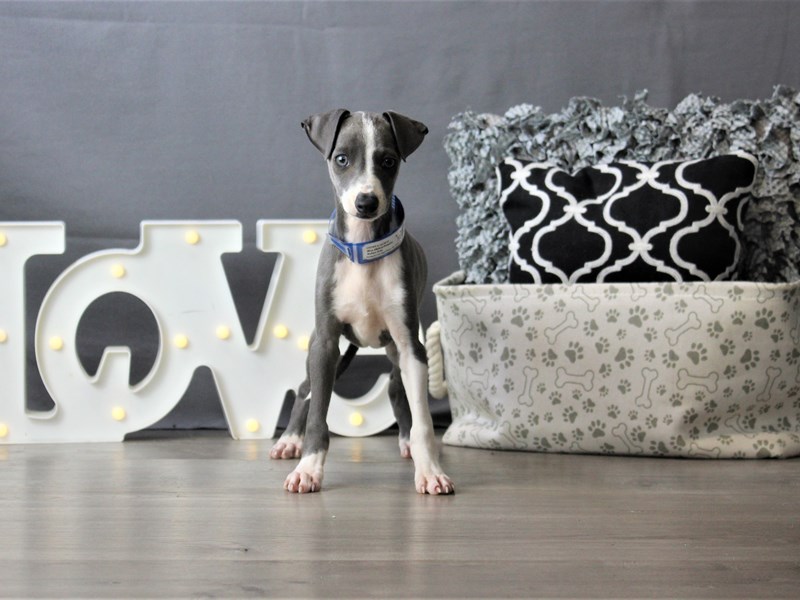 Italian Greyhound-DOG-Male-Blue-3227931-Petland Columbus, Ohio