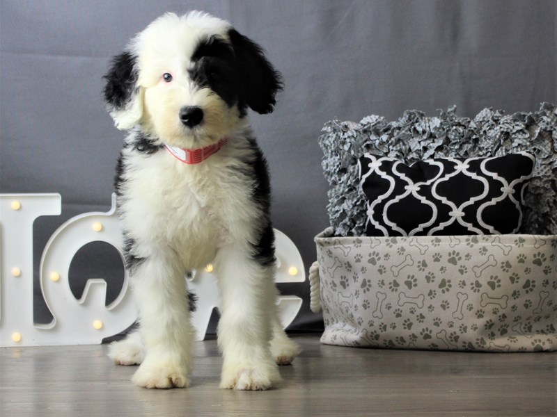Sheepadoodle Puppy Black / White ID:17605 Located at Petland Columbus, Ohio