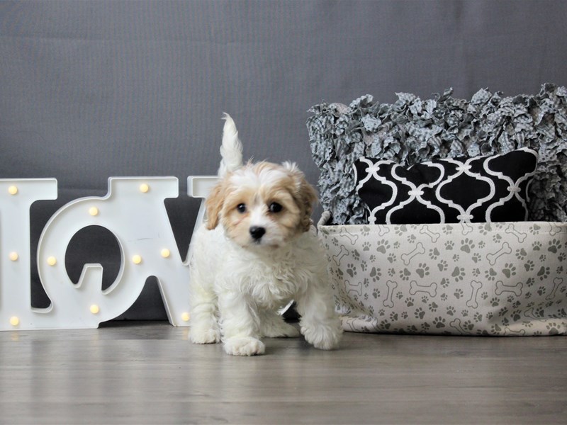 Cavapoo-DOG-Female-Blenheim-3237679-Petland Carriage Place