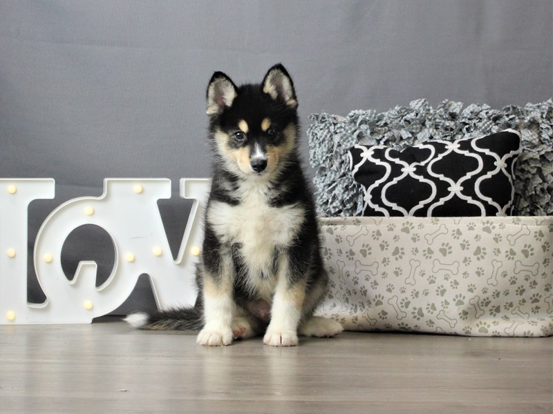 Pomsky-DOG-Male-Black Tan / White-3256617-Petland Carriage Place