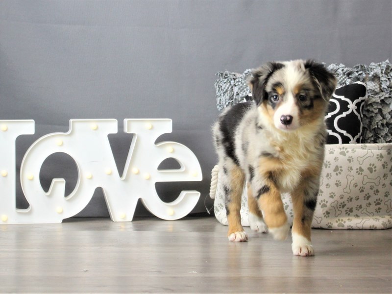 Miniature American Shepherd-DOG-Female-Blue Merle-3256623-Petland ...