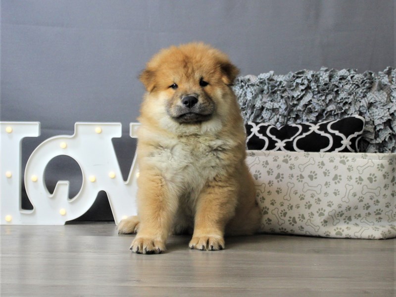 Cinnamon Chow Chow Puppies