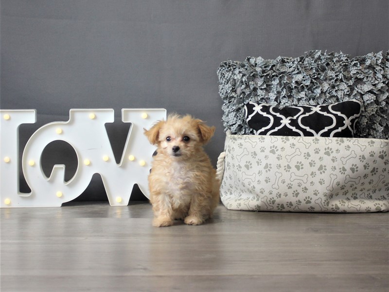 Chi Poo-Dog-Male-Chocolate Merle-3756963-Petland Columbus, Ohio