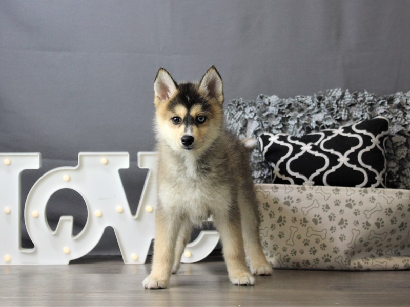 Pomsky-DOG-Male-Black Tan / White-3339773-Petland Carriage Place