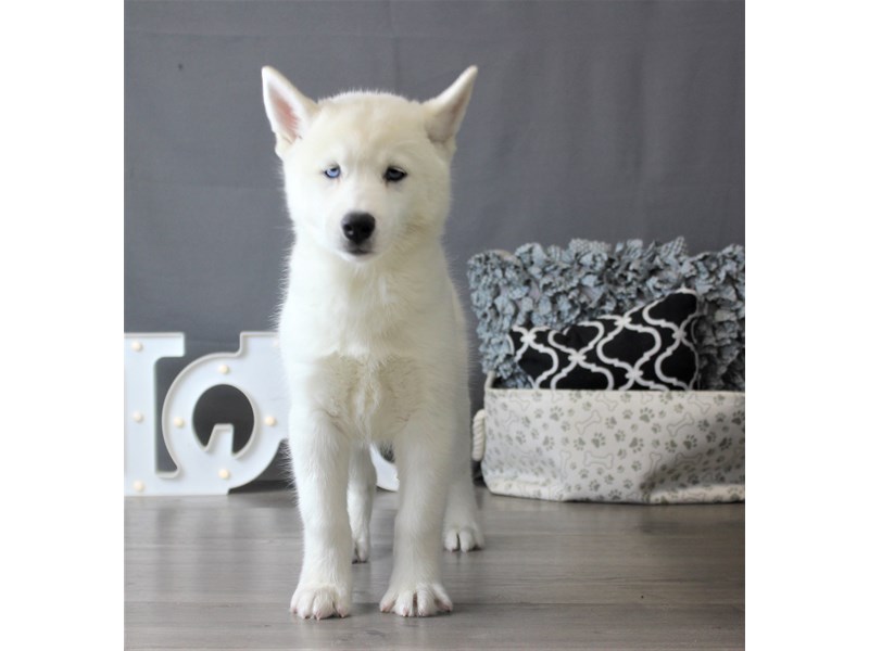 Siberian Husky Puppy White ID:17959 Located at Petland Columbus, Ohio