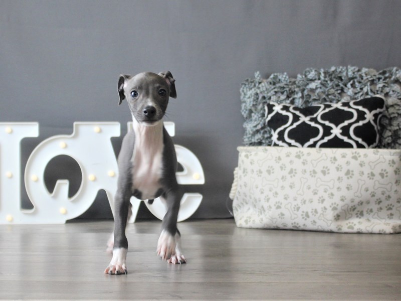 Italian Greyhound-DOG-Male-Blue-3402962-Petland Columbus, Ohio