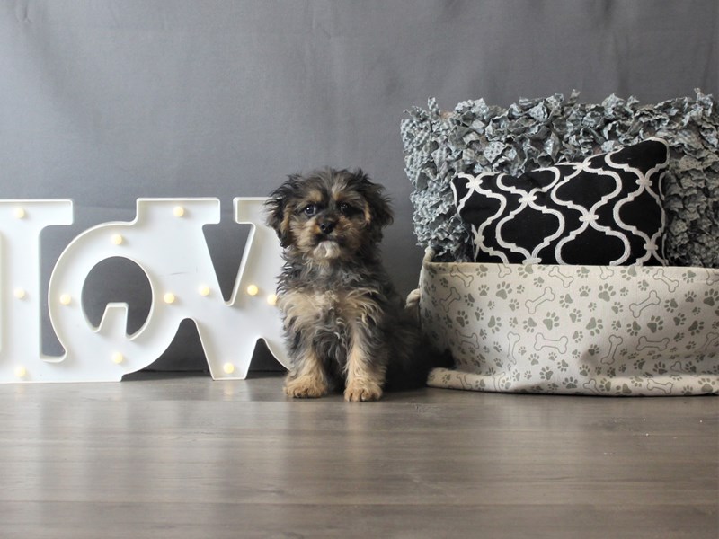 Cavapoo-DOG-Male-Blue Merle-3412587-Petland Columbus, Ohio