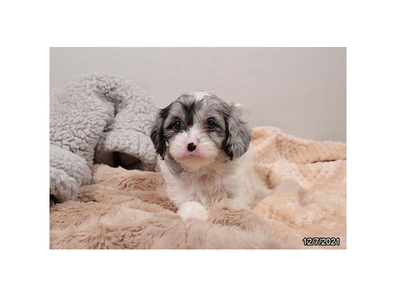 Cavalier King-DOG-Female-Blue Merle-3441924-Petland Columbus, Ohio