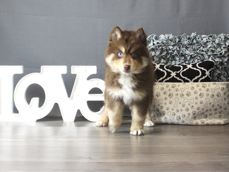 Pomsky-DOG-Male-Chocolate White Tan-3472842-Petland Carriage Place