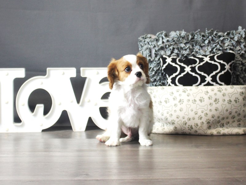 Cavalier King Charles Spaniel-DOG-Male-Blue Merle-2625277-Petland ...