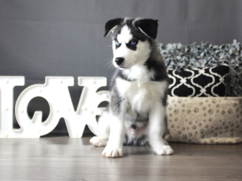 Siberian Husky-DOG-Male-Black / White-3494617-Petland Columbus, Ohio