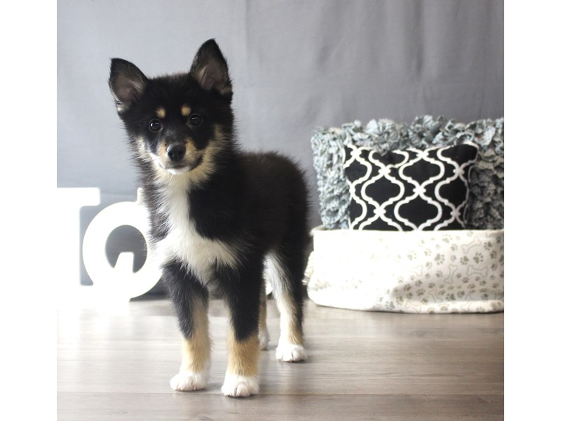 Pomsky Puppy Black Tan / White ID:18251 Located at Petland Columbus, Ohio