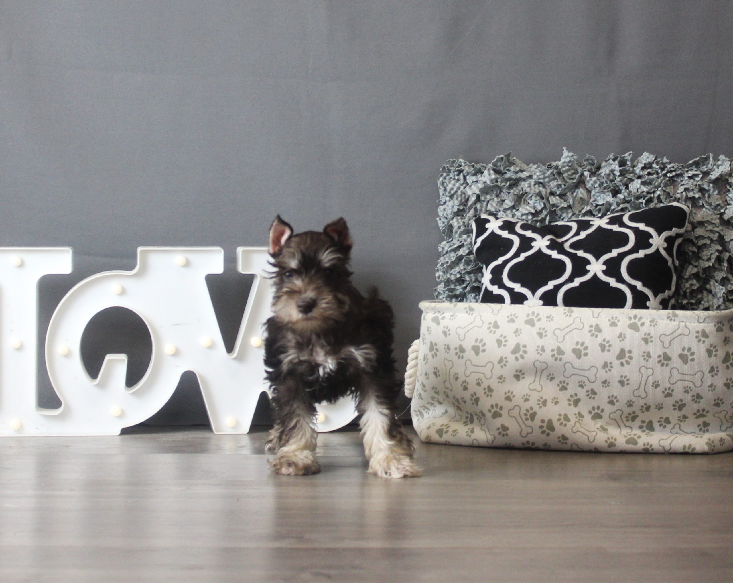 Miniature Schnauzer-Dog-Female-Chocolate/ Tan-3579773-Petland Columbus ...