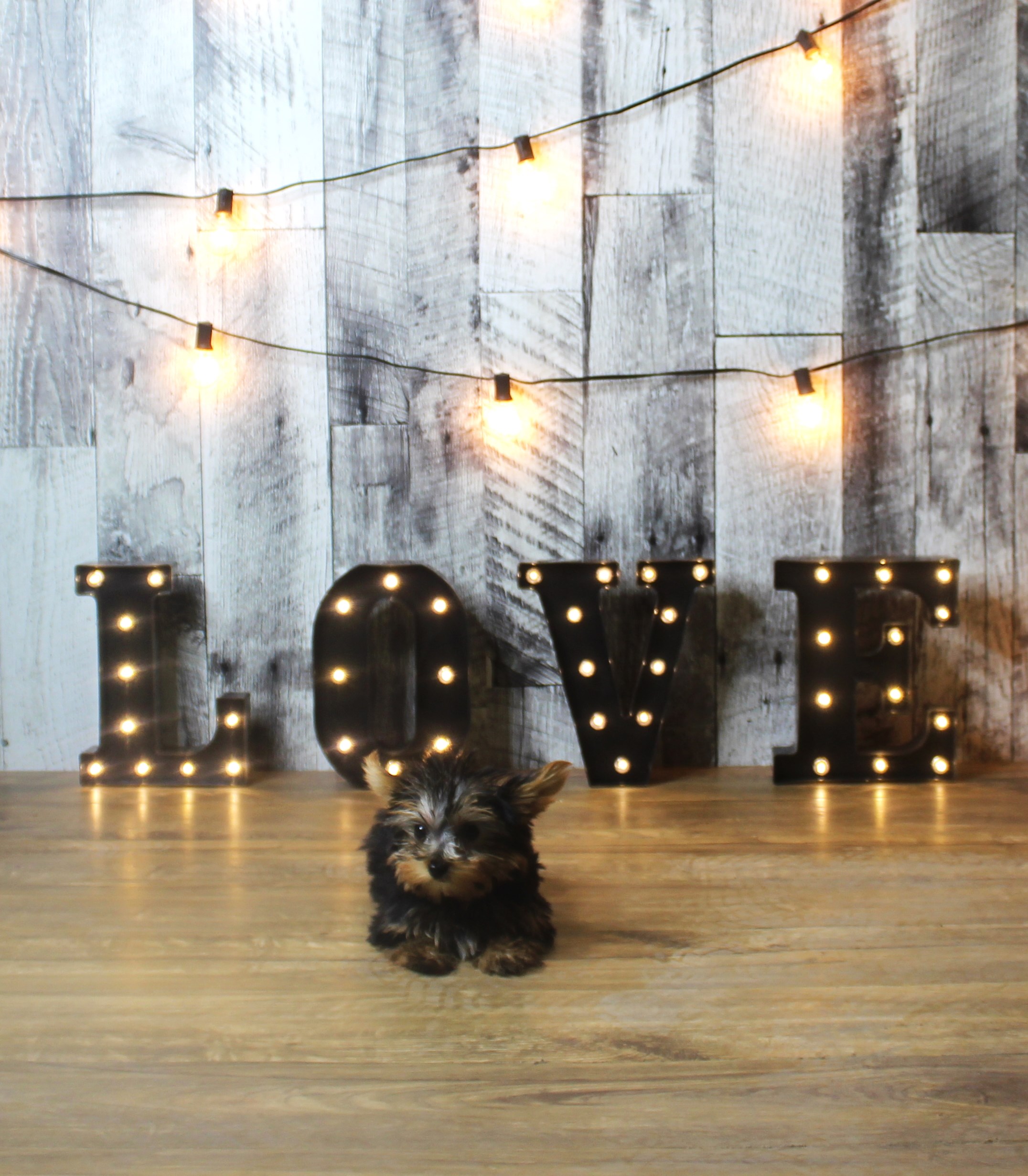 Yorkshire Terrier-Dog-Female-Black / Tan-3600819-Petland Columbus, Ohio
