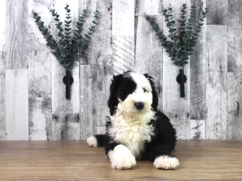 Sheepadoodle-DOG-Male-Black / White-2335253-Petland Columbus, Ohio