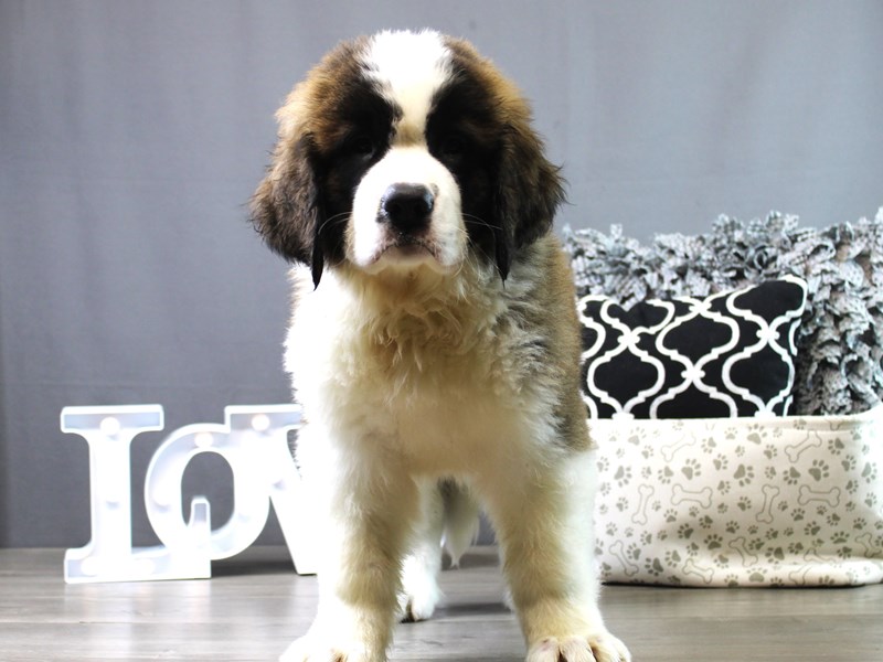Saint Bernard-DOG-Male-Brown / White-2451243-Petland Columbus, Ohio