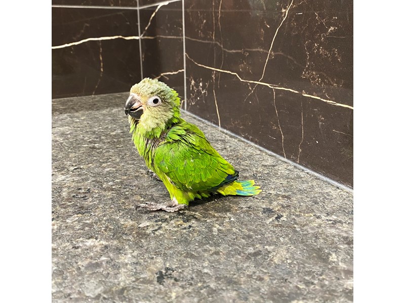 DUSKY CONURE-Bird--GREEN/ GREY-3641853-Petland Columbus, Ohio