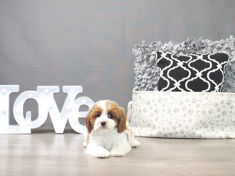 Cavapoo-Dog-Male-White / Blue Merle-3742749-Petland Columbus, Ohio
