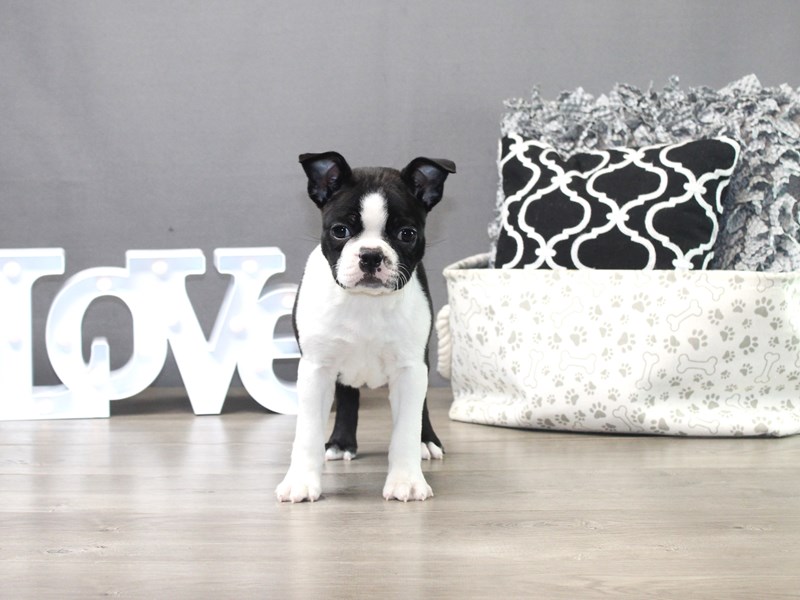 Boston Terrier Small Animal Black / White ID:19067 Located at Petland ...