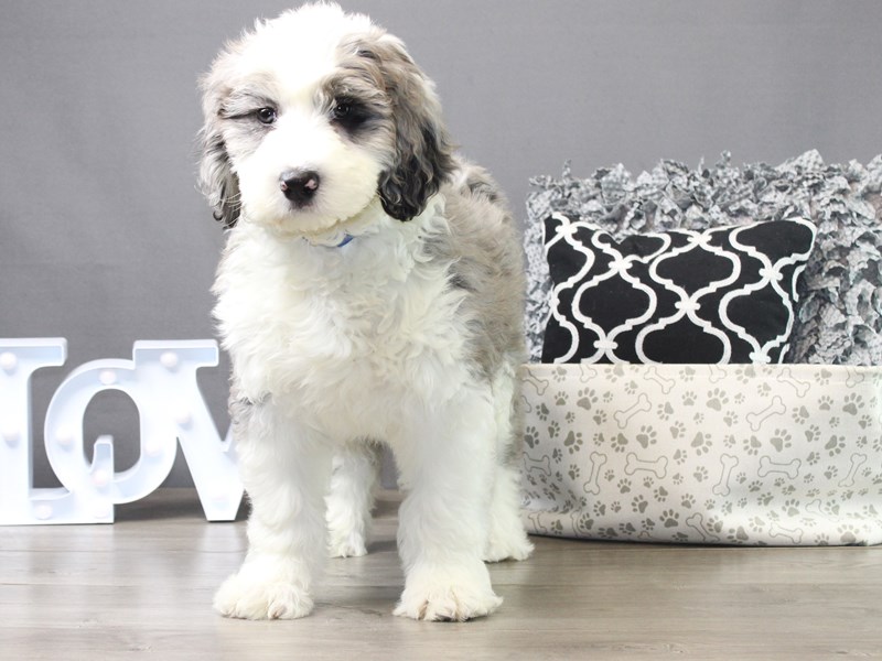 Sheepadoodle-Dog-Male-Blue Merle-4244367-Petland Columbus, Ohio
