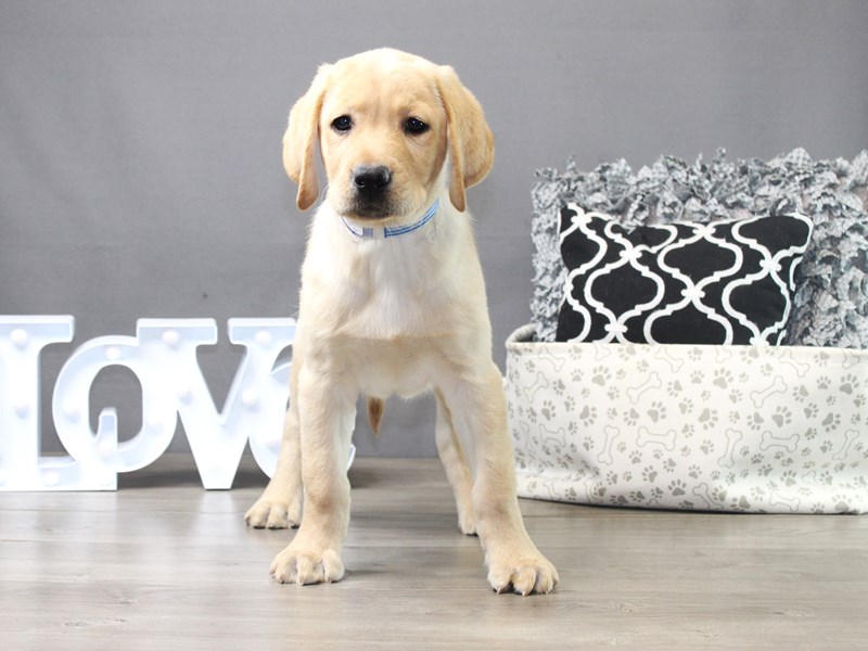 What Is An Andrex Puppy Breed