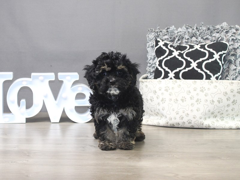 Cavapoo-Dog-Female-Black/ Tan-3936170-Petland Columbus, Ohio