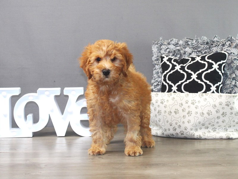 Mini Goldendoodle Small Animal Red ID:19424 Located at Petland Columbus ...