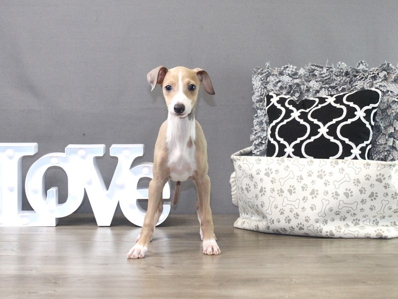 Italian Greyhound-Dog-Female-Blue/ White-3823056-Petland Columbus, Ohio