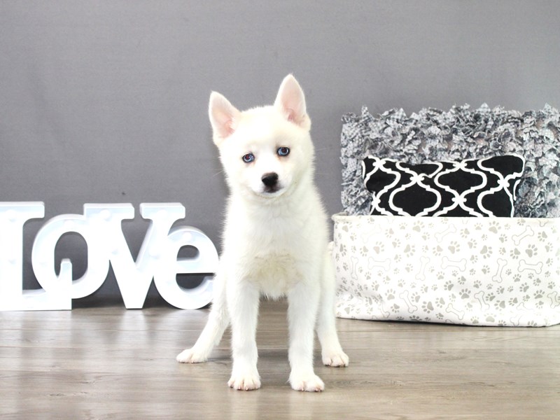 Pomsky Puppies - Petland Columbus Ohio