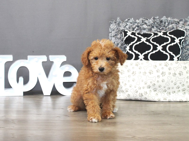 Coton Poo-DOG-Male-Apricot-2580573-Petland Columbus, Ohio