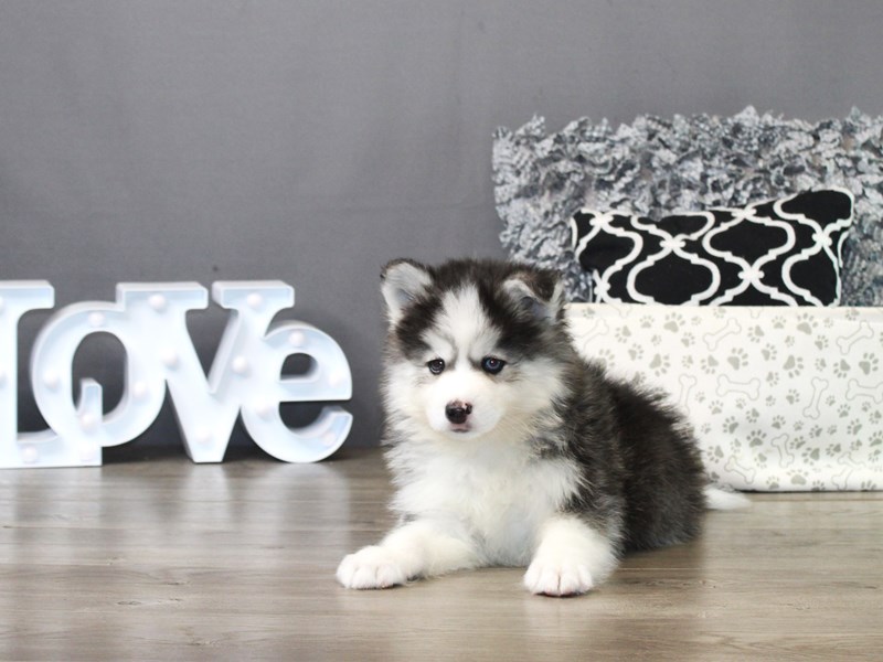 Pomeranian-Dog-Female-Tri-Colored Parti-4253930-Petland Columbus, Ohio