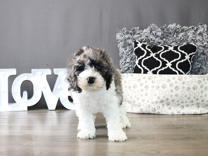 Cavapoo-DOG-Male-Blue Merle-3412587-Petland Columbus, Ohio